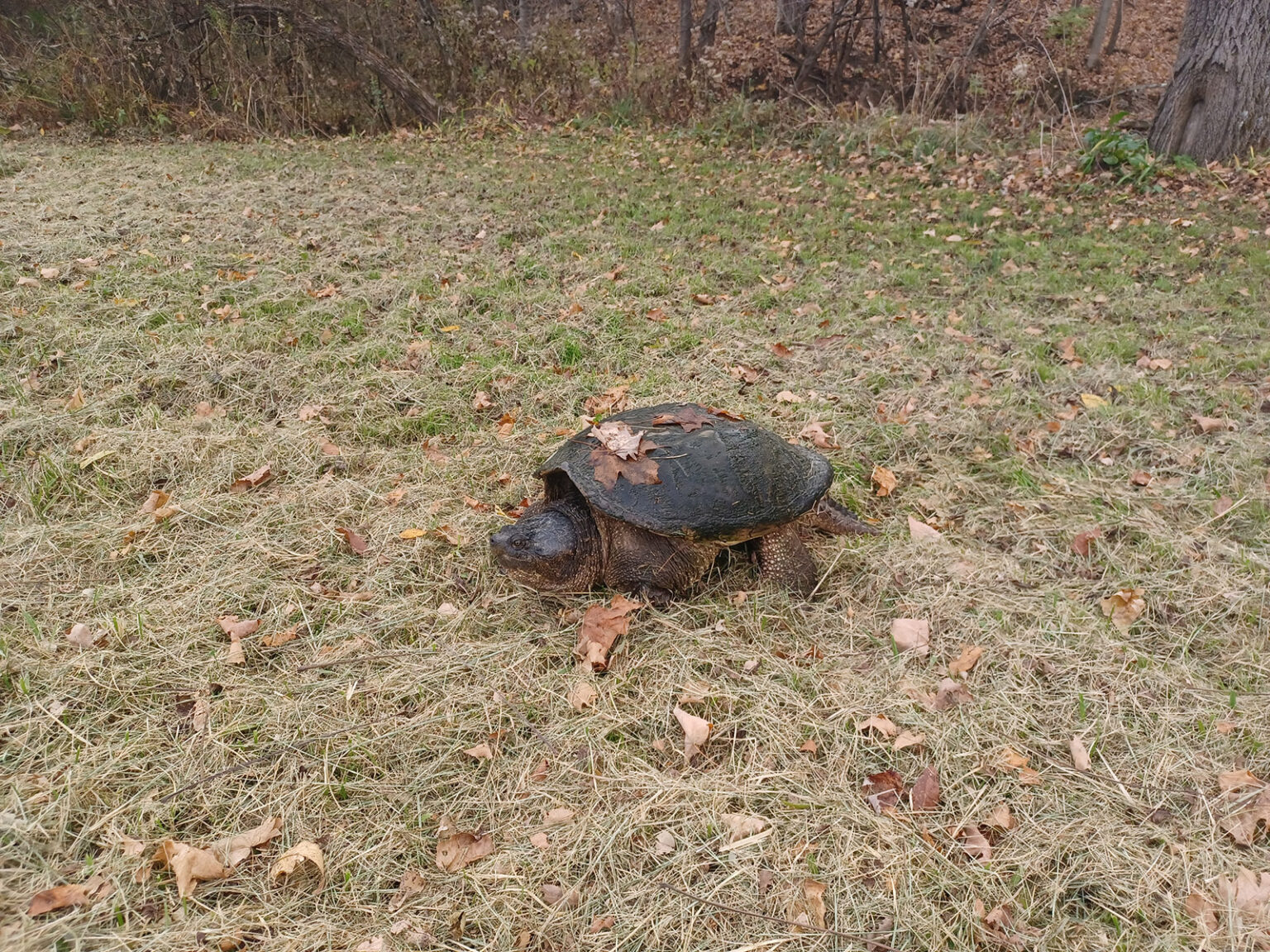 How to Identify a Snapping Turtle - Countryside